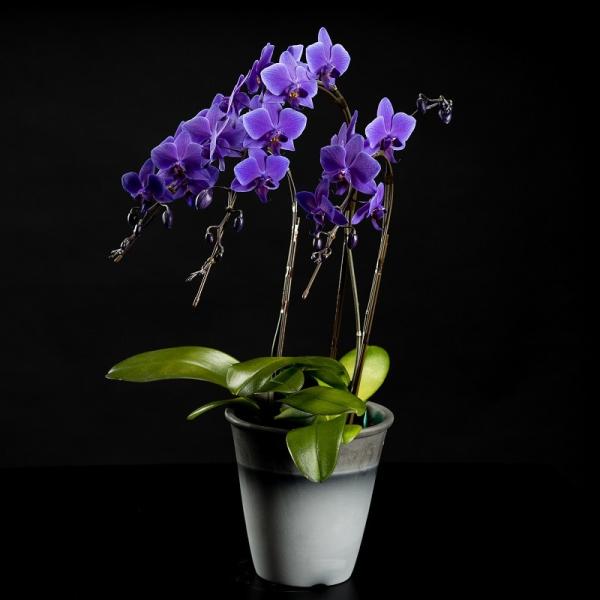 胡蝶蘭ブルージーンを贈る世界で初めて天然の青色を叶えた胡蝶蘭「Blue Gene（ブルージーン）」をお届けします。石原産業の情熱とバイオ技術により、15年以上にわたる研究開発が重ねられ、ついに永遠に青色を呈する青色の胡蝶蘭の実現に至りました...