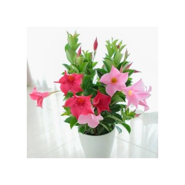 【発売日：2026年04月28日】4月〜6月が開花最盛期です。チェリーとピンキーの２色植え♪暑さに強く赤やピンクの花が次々と花開くマンデビラ。お手入れ簡単でガーデニング初心者のお母さんにもおすすめです。マンデビラは、原産地が中南アメリカで約...