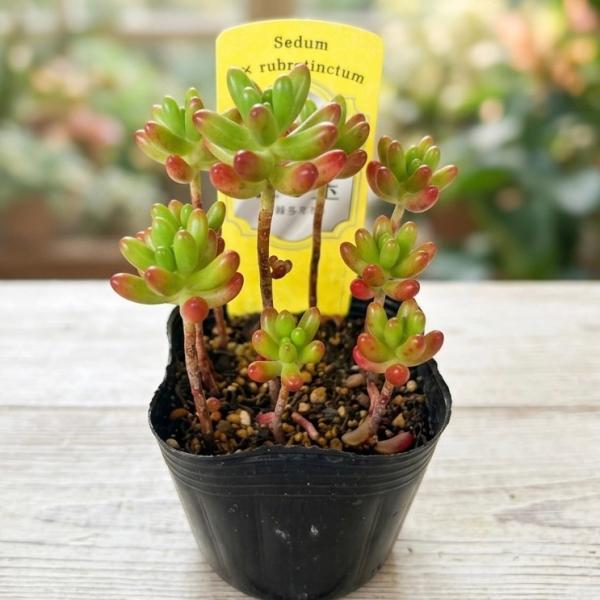虹の玉(ニジノタマ) は、多肉の小さな葉がぎっしりになる小型のセダム属の多肉植物です。 虹の玉(ニジノタマ) の葉は、春から夏の間の生育期には緑色ですが、秋に赤くなる姿が美しくなります。 高さは15〜20センチ程度になります。 寒さにも強く...