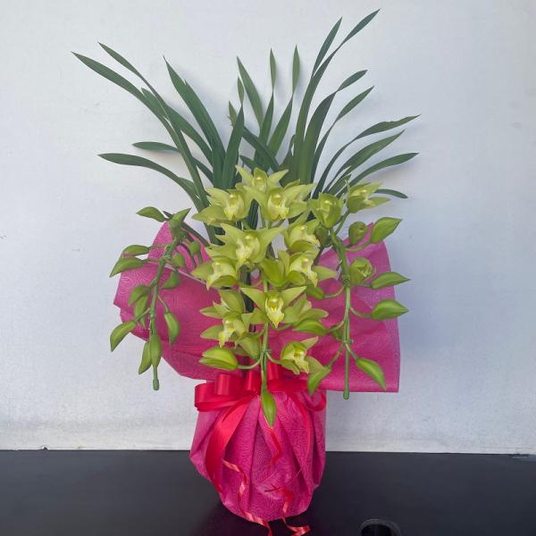 シンピジュームは冬季期間は他のお花より寒さに強く丈夫なため、冬場の贈り物におすすめです。蘭の中でも最高の花保ちを備えており、送ったお相手のもとで長くその美しさを保ちます。お花には高さがあるため贈り物としての見栄えにも適しており、ご自宅のお部...