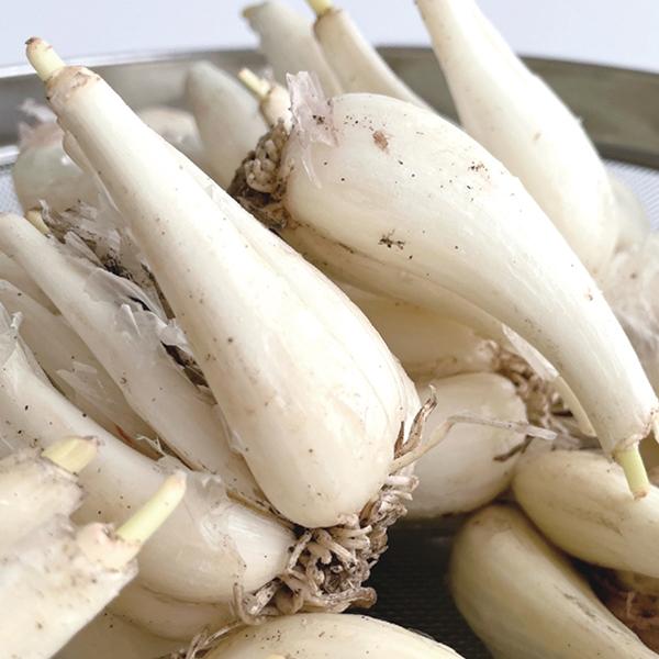 ■説明起伏に富んだ鳥取砂丘の過酷な環境に耐えるために、身が太く身が締りしゃきしゃきぱりぱり、食べ応え抜群の品に育っています。■商品詳細内容量：Mサイズ／約5kg入温度帯：冷蔵便原産地・加工地:鳥取県商品記号:DHM24■お届け時期についてお...