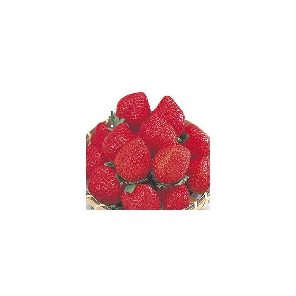 ■説明「章姫」と「さちのか」を交配して作られました。粒が大きめで香りが良く、適度の酸味があるのが特徴です。■商品詳細内容量：12〜15粒 約500g×2温度帯：冷蔵便でお届けいたします。■お届け時期についてお届け時期：1月下旬以降順次発送■...