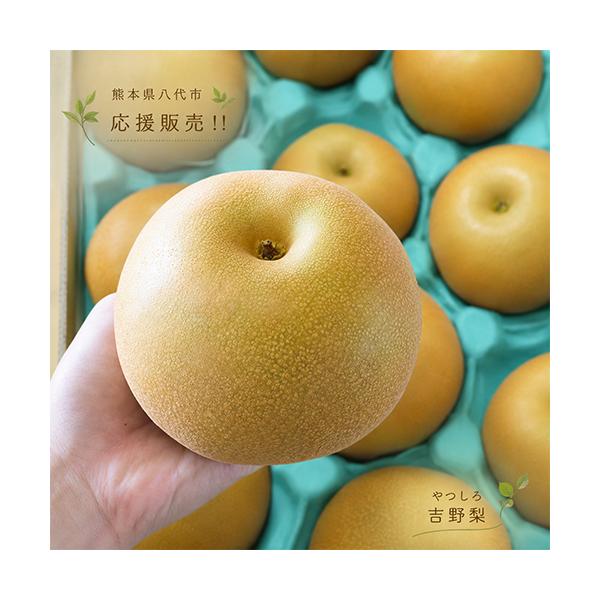 やつしろ氷川町を中心としブランド梨 甘くてシャキシャキ クール便　「 やつしろ応援企画　熊本県 吉野梨 １０キロ前後  」16〜40玉入り旬の品種をお届けいたします。※猛暑のためクール便での発送「吉野梨」は、120年以上の歴史を持つ熊本県氷...