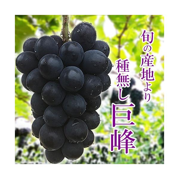 【 旬の産地より 】種無し巨峰 巨峰 ぶどう 箱込 約1kg前後（2〜3房）・内容量：約1kg前後 2〜3房・程よい酸味が含まれる甘くて濃厚な果汁の詰まった巨峰です。・簡易箱・クール便でのお届けです。・※産地は九州・岡山・長野・山梨などの旬...