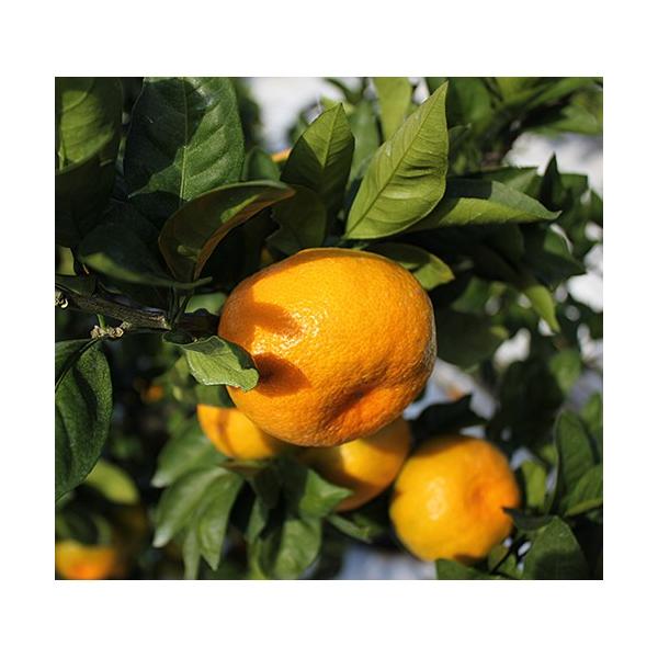 【 熊本県産 】蜜柑 温州みかん 訳あり ご家庭用 3S〜3Lサイズ (箱込 約10kg前後) ・内容量 箱込 約10kg前後・常温便・簡易箱でのお届けです。・到着日指定不可商品サイズはお選びいただけません。生産者によりサイズに偏りの出る場...