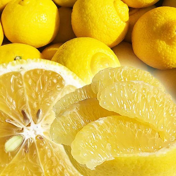 【 熊本県産 】はるか みかん 奇跡の柑橘・箱込 約2kg前後 M〜2L ※サイズはお選び頂けません。・常温便・簡易箱でのお届けです。・送料無料！！（沖縄、東北、北海道、離島等の一部地域を除きます）・入荷次第発送いたします。（到着日指定不可...