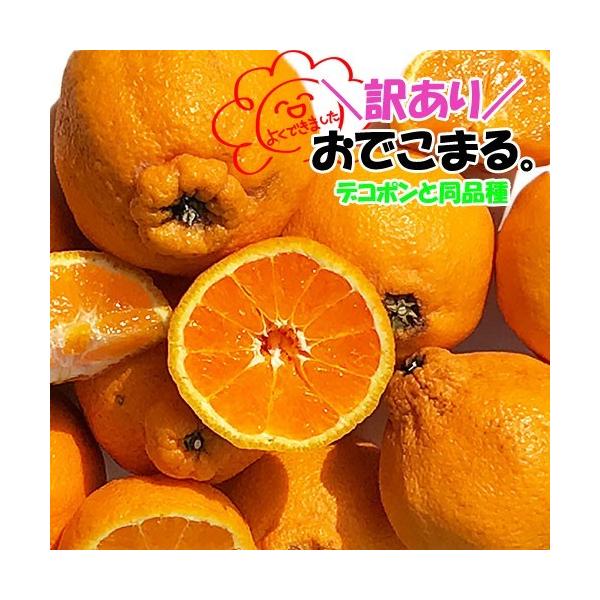 【 熊本県産 】訳あり おでこまる。 不知火柑 デコポンと同品種 ・内容量 箱込 約2kg前後  大・中・小  風袋重量込・サイズはお選びいただけません。生産者によりサイズに偏りの出る場合がございます。・訳あり商品のため表皮の傷跡・変色・色...