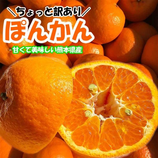 【 熊本県産 】ぽんかん ポンカン 訳あり ご家庭用 2S〜2L・内容量 箱込 約10kg前後・常温・簡易箱でのお届けです。・送料無料！！（沖縄、東北、北海道、離島等の一部地域を除きます）・2S〜2Lのいずれか※サイズはお選びいただけません...