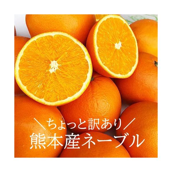 熊本産 ネーブル 訳あり ご家庭用 　贈答用不可・箱込 約10kg前後・サイズ：3L〜Sサイズ　サイズはお選びいただけません。・常温便・簡易箱でのお届けです。・送料無料！！（沖縄、東北、北海道、離島等の一部地域を除きます）・入荷次第発送いた...