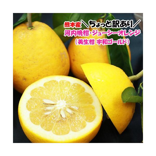 熊本産 河内晩柑 ジューシーオレンジ（ 美生柑 宇和ゴールド）訳あり ご家庭用 (箱込 約5kg前後) ・箱込 約5kg前後　風袋重量込・サイズ：大中小不選別※サイズはお選びいただけません。生産者により大きさに偏りのでる場合がございます。・...