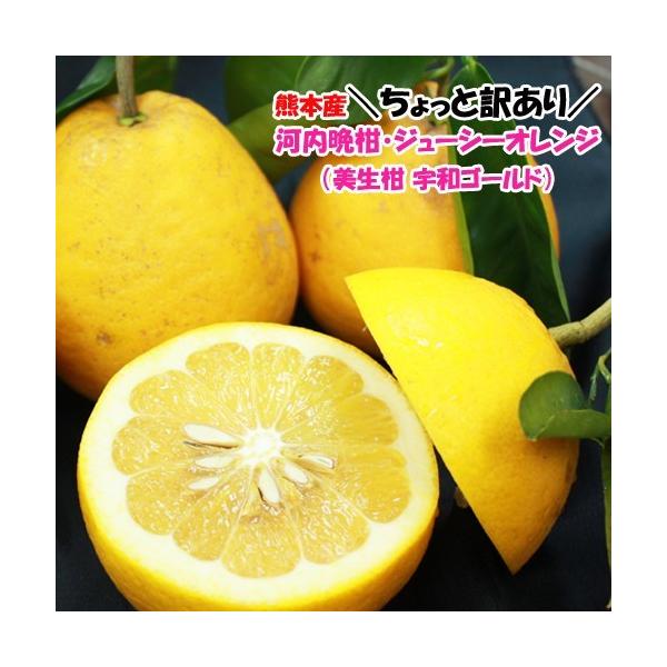【発売日：2026年03月10日】熊本産 河内晩柑 ジューシーオレンジ（ 美生柑 宇和ゴールド）訳あり ご家庭用 (箱込 約20kg前後) ・箱込 約20kg前後　風袋重量込・サイズ：大中小不選別※サイズはお選びいただけません。生産者により...