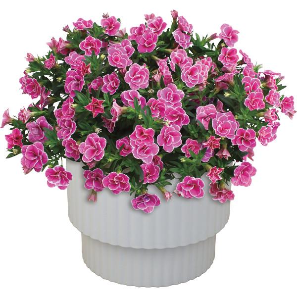 ・ビビットなピンクと白のコントラストがキュートなスーパーベル。・繰り返し咲き、晩秋まで楽しめるのも魅力です。・スーパーベル(ダブルピンク)・スプレーカーネーション・お手入れのしおり付・商品のお届けは5月6日〜5月10日となっております。・お...