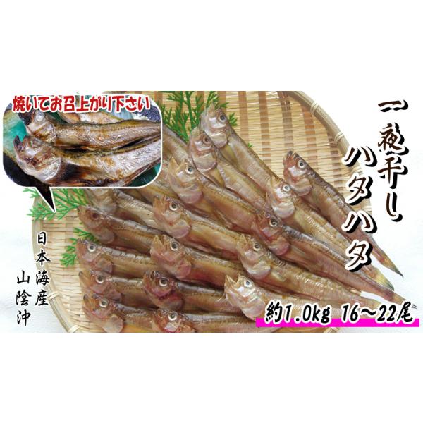 一夜干しハタハタ約1.0kg　約16〜22尾＜日本海産・山陰沖＞［冷凍便］