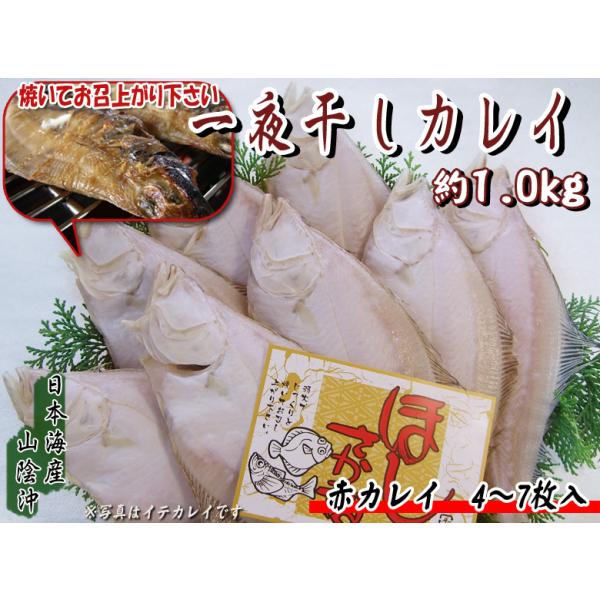 一夜干しカレイ赤カレイ約1.0kg　4〜7枚＜日本海産・山陰沖＞［冷凍便］