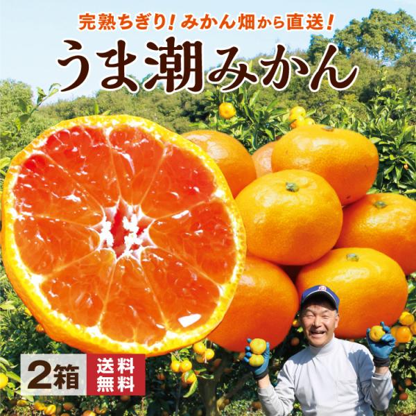 【発売日：2026年11月10日】＼＼驚くほど濃い味が魅力の「うま潮みかん」／／九州が誇る宝の海・有明海のミネラルたっぷりな潮風を浴びて育った、濃い甘さの温州みかんを契約農家から産地直送でお届けします！温暖で、日当たり、風通し、水はけが良い...