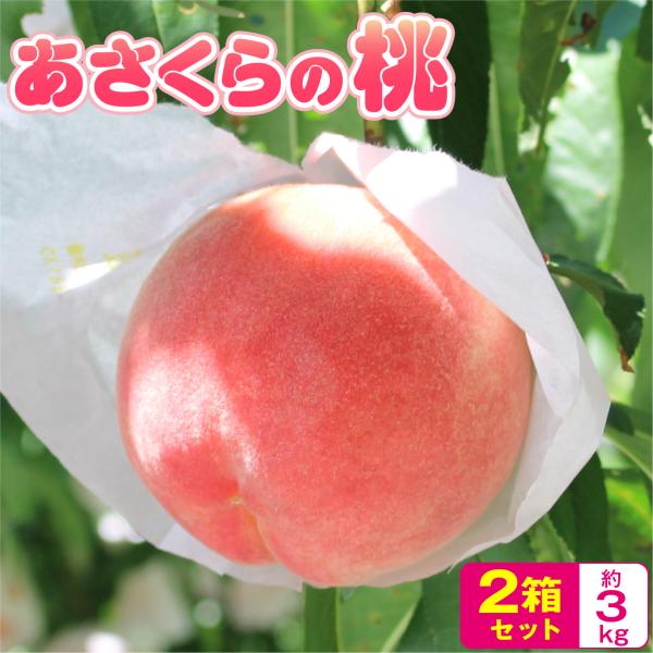 【発売日：2026年07月10日】＼上品な甘さの果汁がたっぷり♪濃密果肉の白桃！／九州屈指の桃の産地として有名な福岡県朝倉市は、きれいな水と空気、豊かな大地に恵まれた環境のもと、甘くて美味しいフルーツが多数栽培されているフルーツの産地です。...