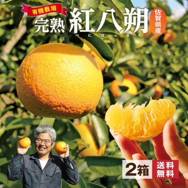 【発売日：2026年01月22日】有機栽培で育てた大きな紅はっさくを、佐賀の契約農家から産地直送。無化学農薬・無化学肥料にこだわって30年以上の八朔農家よりお届けします『完熟 紅八朔』。八朔特有のぷりぷりの果肉はそのままに、上品な甘さに加え...