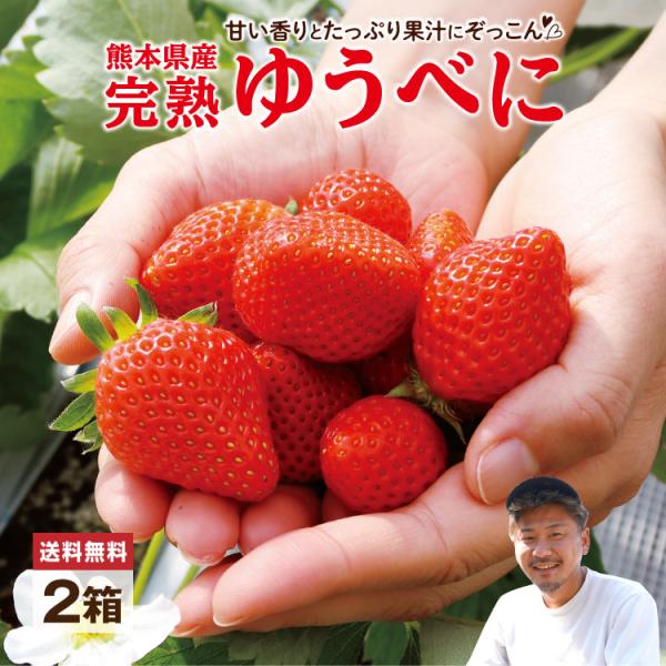 【発売日：2026年01月08日】＼あま〜い香りとたっぷりの果汁が人気のいちごです／『ゆうべに』は、イチゴの生産量全国3位の熊本県が理想の1粒を作るために、10年の歳月を費やしたオリジナルブランドいちごです。平均13〜14度とイチゴの中では...