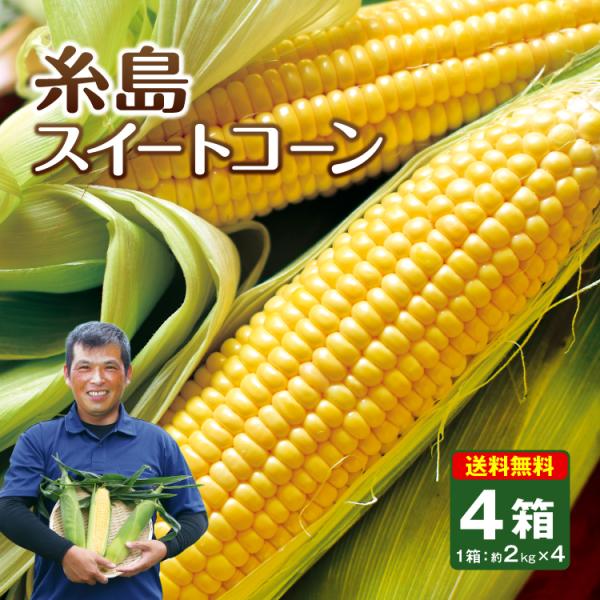 【発売日：2026年06月11日】＼＼生でも食べられる深い旨味と強い甘味が人気の秘密！／／福岡の中でも人気の食材エリア「糸島」から、朝採り新鮮なトウモロコシを産地直送でお届け！瑞々しい実がびっしりと詰まっているので食べ応え抜群。とても甘くて...