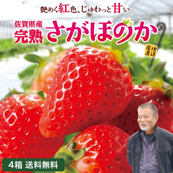 【発売日：2026年02月03日】＼佐賀が誇る名作苺“さがほのか”♪／「さがほのか」は、甘みが強く酸味が少ないのが最大の特徴です。また、果肉がしっかりしていて日持ちが良く、形が綺麗で艶があるため、飾り付けにも向いています。香りはやや強めで、...