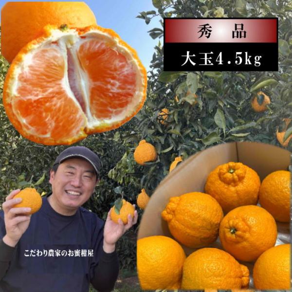 爆買 デコポン しらぬい 不知火 デコみかん 完熟 甘い 送料無料 ギフト 高級 農家直送 濃厚(424)甘熟デコ　レギュラー箱 大玉サイズ 秀品 約４.５ｋｇ