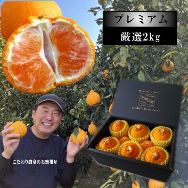 デコポン しらぬい 不知火 デコみかん 甘い 送料無料 ギフト 高級 農家直送 濃厚(421)甘熟デコ　黒の化粧箱（大） サイズおまかせ 厳選 プレミアム 約２ｋｇ
