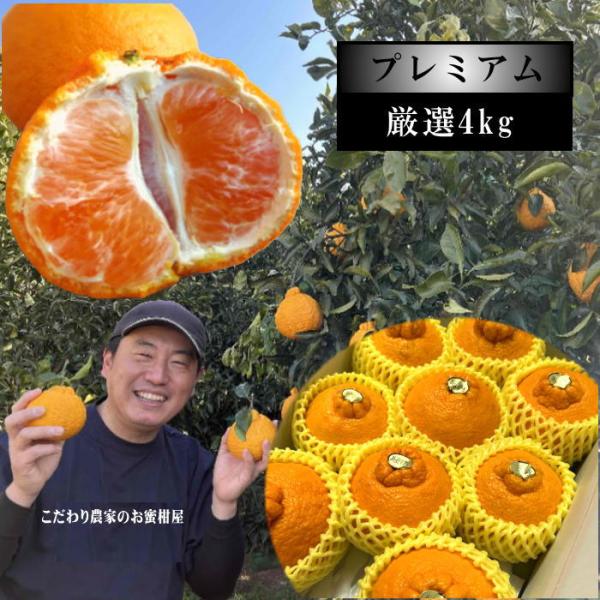 爆買 デコポン しらぬい 不知火 デコみかん 甘い 送料無料 ギフト 高級 濃厚(423)甘熟デコ　レギュラー箱（二段） サイズおまかせ 厳選 プレミアム 約４ｋｇ