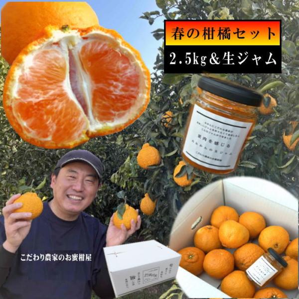 デコポン しらぬい 不知火 みかんジャム 完熟 甘い 送料無料 農家直送 濃厚 (2525)甘熟デコ 2.5kg 完熟みかんジャム 120g 白のギフト箱  春の大満足柑橘セット