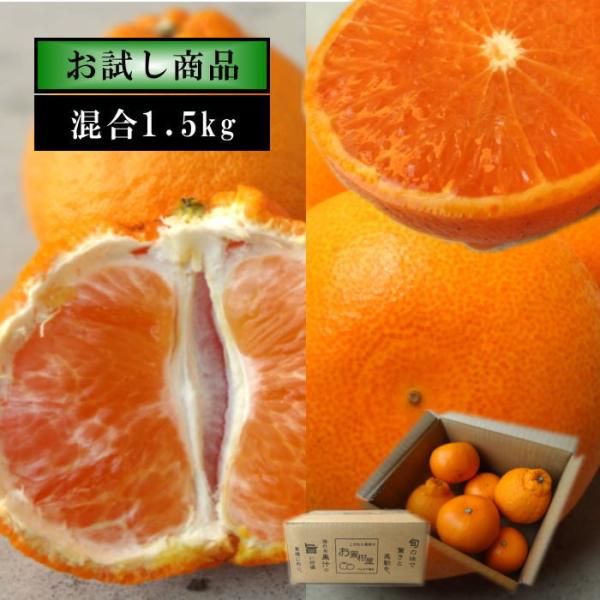 みかん せとか 不知火 デコポンと同品種 高糖度 甘い 送料無料 家庭用 農家直送 濃厚 (415)「木熟せとか」と「甘熟デコ」 サイズ混合　お試し品　約1.5ｋｇ入