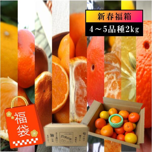 みかん みはや 夕焼け姫 はるひ 津之望 石地 たまみ 完熟 高糖度 甘い 送料無料 家庭用  (2002) こだわりのおみかん福袋2026-IRODORI- 人気4〜5品種 約2kg入