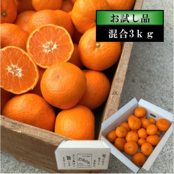 みかん 完熟 寿太郎 晩生 高糖度 甘い 送料無料 家庭用 農家直送 新鮮 濃厚 (817) 熟太郎 サイズ混合 白のギフト箱 お試し品 約3kg入