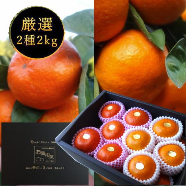 みかん 早生 夕焼け姫 マルチ 完熟 お歳暮 高糖度 甘い 送料無料 ギフト 高級 (143) お蜜柑屋店長のプレミアムギフト-天- 黒の化粧箱 二種詰め合わせ　約1kg入