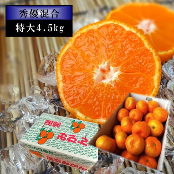 ハウスみかん 温室みかん お中元 甘い 送料無料 ギフト 高級 贈答 農家直送 新鮮 濃厚 (33) 蜜ツ星 みつぼし レギュラー箱 ゴロっと特大玉 約4．５ｋｇ入