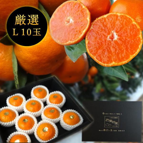 みかん 完熟 マルチ 早生 お歳暮 高糖度 甘い 送料無料 ギフト 高級 農家直送 新鮮 濃厚 (103) 蜜ツ丸 黒の化粧箱  Ｌサイズ 厳選 プレミアム 10玉入