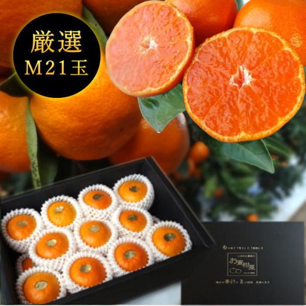 みかん 完熟 マルチ 早生 お歳暮 高糖度 甘い 送料無料 ギフト 高級 農家直送 新鮮 濃厚 (105) 蜜ツ丸 黒の化粧箱(大) Ｍサイズ 厳選 プレミアム 21玉入