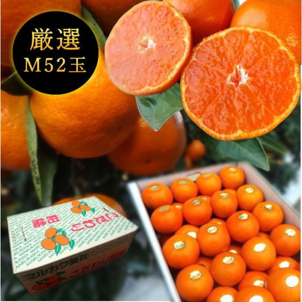 みかん 完熟 マルチ 早生 お歳暮 高糖度 甘い 送料無料 ギフト 高級 農家直送 新鮮 濃厚 (116) 蜜ツ丸 レギュラー箱 Ｍサイズ 厳選 プレミアム 52玉入