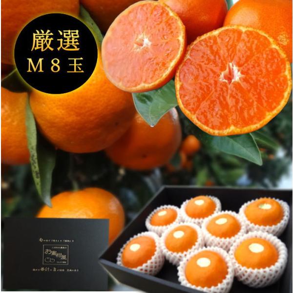 みかん 完熟 マルチ 早生 お歳暮 高糖度 甘い 送料無料 ギフト 高級 農家直送 新鮮 濃厚 (137) 蜜ツ丸 黒の化粧箱（小） Ｍサイズ 厳選 プレミアム 8玉入