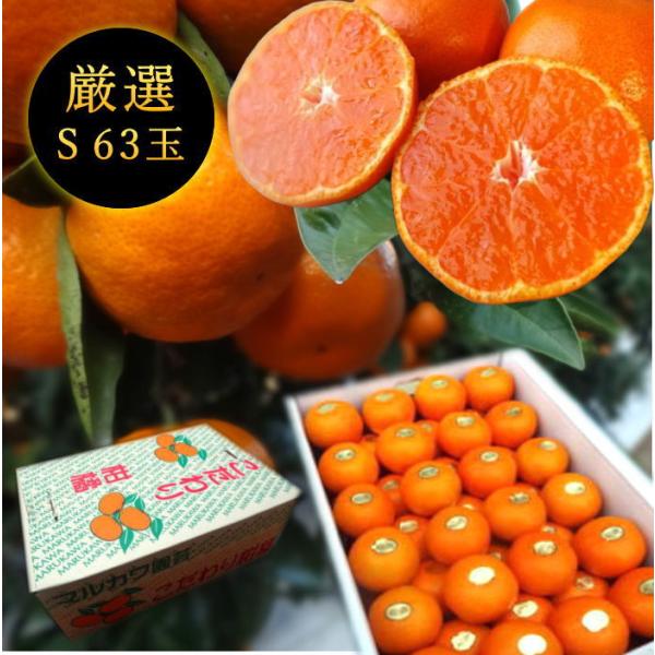 みかん 完熟 マルチ 早生 お歳暮 高糖度 甘い 送料無料 ギフト 高級 農家直送 新鮮 濃厚 (115) 蜜ツ丸 レギュラー箱 Ｓサイズ 厳選 プレミアム 63玉入