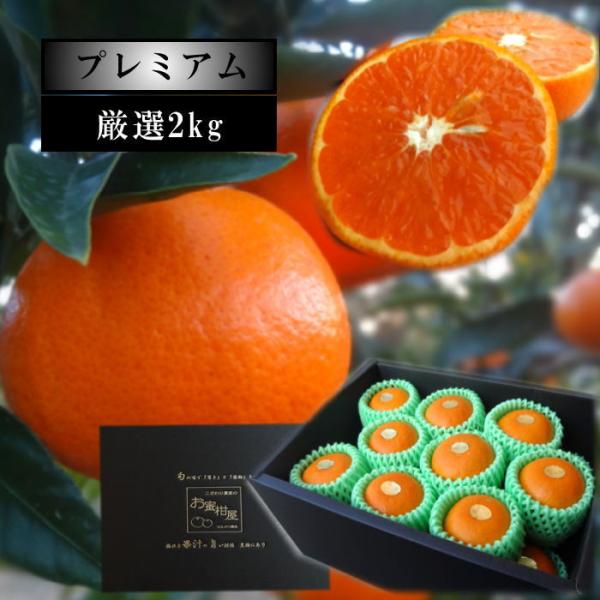 みかん 完熟 津之望 貯蔵 中晩柑 高糖度 甘い 送料無料 家庭用 高級 農家直送 新鮮 濃厚 (339) 蜜之望 黒の化粧箱(大) サイズおまかせ 厳選 プレミアム 約2kg入