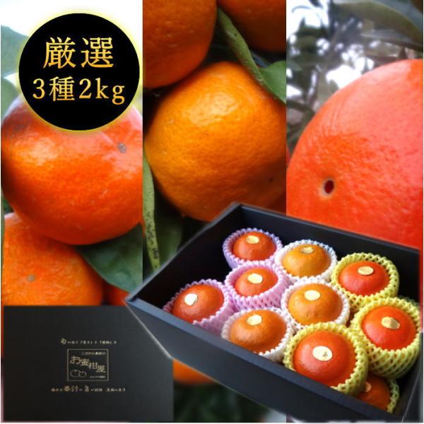 みかん みはや 夕焼け姫 完熟 お歳暮 高糖度 甘い 送料無料 ギフト 高級 (142) お蜜柑屋店長のプレミアムギフト 極み 黒の化粧箱(大) 三種詰め合わせ　約2kg入