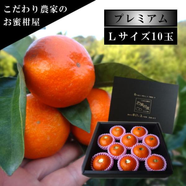 夕焼け姫 みかん 完熟 マルチ お歳暮 高糖度 甘い 送料無料 ギフト 高級 農家直送 新鮮 愛知 (703) 夕焼け姫 黒の化粧箱 Ｌサイズ 厳選 プレミアム 10玉入