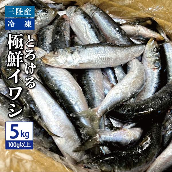 「とろける極鮮イワシ」は、脂のり抜群の時期に水揚げされたイワシのみを厳選!脂の乗ったイワシは、口に入れた瞬間にとろけるような食感と、濃厚な旨みを楽しめます。焼き物や煮付けなど、どんな調理法でも極上の味わいを引き出します。□内容量：5kg（1...