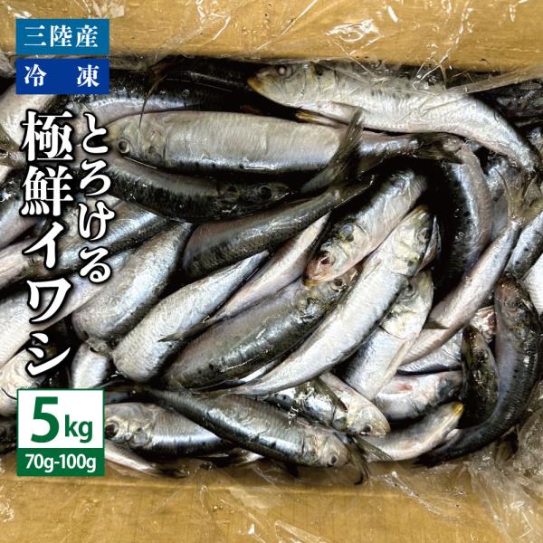 「とろける極鮮イワシ」は、脂のり抜群の時期に水揚げされたイワシのみを厳選!脂の乗ったイワシは、口に入れた瞬間にとろけるような食感と、濃厚な旨みを楽しめます。焼き物や煮付けなど、どんな調理法でも極上の味わいを引き出します。□内容量：5kg（1...