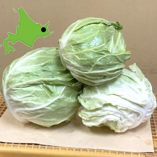 ■商品について■北海道の東端、北方領土が見える別海町の農場で低農薬栽培した、採りたて新鮮キャベツです。小さい、大きい、少しの虫食い、成長過程で割れてしまった、などの理由から出荷されなかったキャベツですが、あまりひどいものは除外しますので入り...