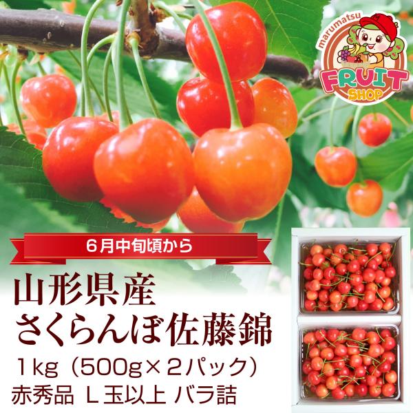 ◆生産量日本一“山形県”名産のさくらんぼ佐藤錦です。人気の弾けるようなプリプリの粒は、甘さと酸味のバランスが良いのが特徴。お中元ギフトにも喜ばれるＬ玉以上の食べ応えある佐藤錦をタップリお楽しみいただけるお買得規格です！●産地：山形県●品種：...