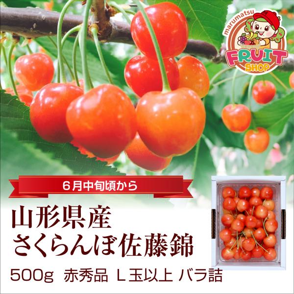 ◆生産量日本一“山形県”名産のさくらんぼ佐藤錦です。人気の弾けるようなプリプリの粒は、甘さと酸味のバランスが良いのが特徴。お中元ギフトにも喜ばれるＬ玉以上の食べ応えある佐藤錦をタップリお楽しみいただけるお買得規格です！●産地：山形県●品種：...