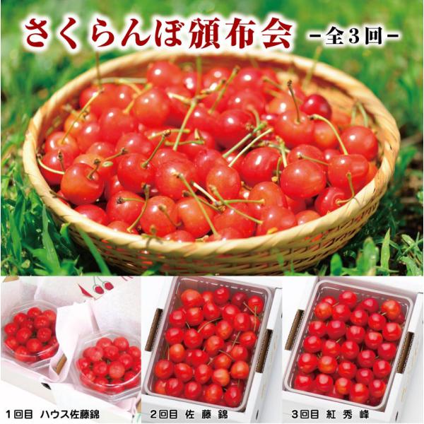 ◆山形名産さくらんぼを満喫したいあなあたに！ハウス栽培の“初もの”佐藤錦から始まる５〜７月の３回コース！旬のさくらんぼをお楽しみいただけますよ！●産地：山形県●お届け品種：・5月中旬〜/ハウス栽培佐藤錦Ｌ玉200ｇ・6月中旬〜/佐藤錦Ｌ玉5...