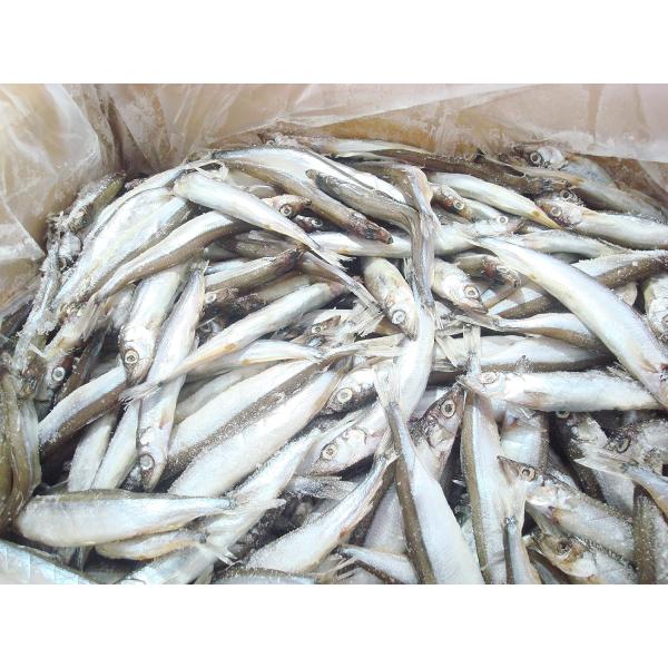 【発売日：2025年10月25日】ノルウェイ及びアイスランド産「からふと子持ちししゃも１ｋｇ」入りです。子もしっかり入っており、50〜60尾前後入りでとってもお得！！焼いてマヨネーズを添えるか、ししゃもフライにしても美味しさ満点です！※訳あ...