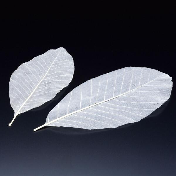 【発売日：2025年08月07日】網朴葉 S M 50枚入天然の朴葉より作られた、白く美しい網朴葉。料理を上品に演出します。※天然素材の為、サイズにはバラつきがあります。S：約25?30cmM：約31?35cm■生産地：中国■素材・成分：朴...