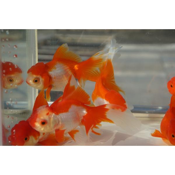 飯田産　棚田氏の二才オランダのサラサ＆赤柄2匹セットです。頭部の肉瘤もあり、胴体と尾のバランスもいいです。顔つきも良く際立つ白色に赤系が乗っていい配色です。今後の変化も期待できます。上からも横からも見ごたえあります。選りなしです。サイズ：全...